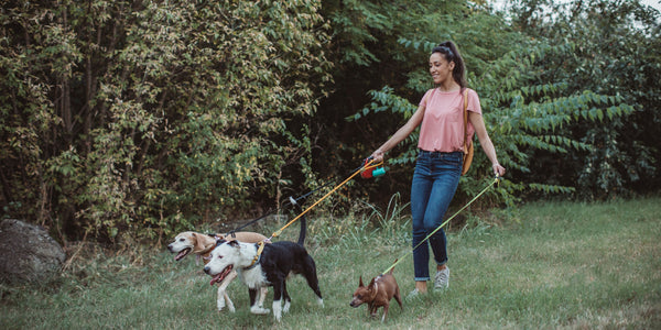 Discover the Pet Sitting App That's Right for You – The Buddy System