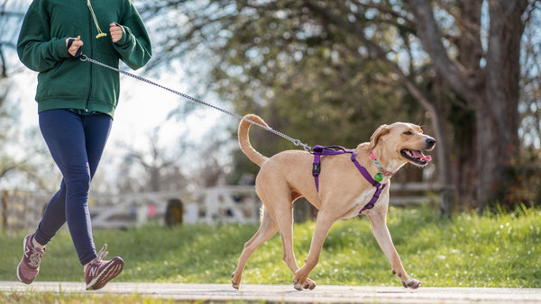 Unleashing the Benefits: Why Professional Dog Leashes are a Must-Have ...